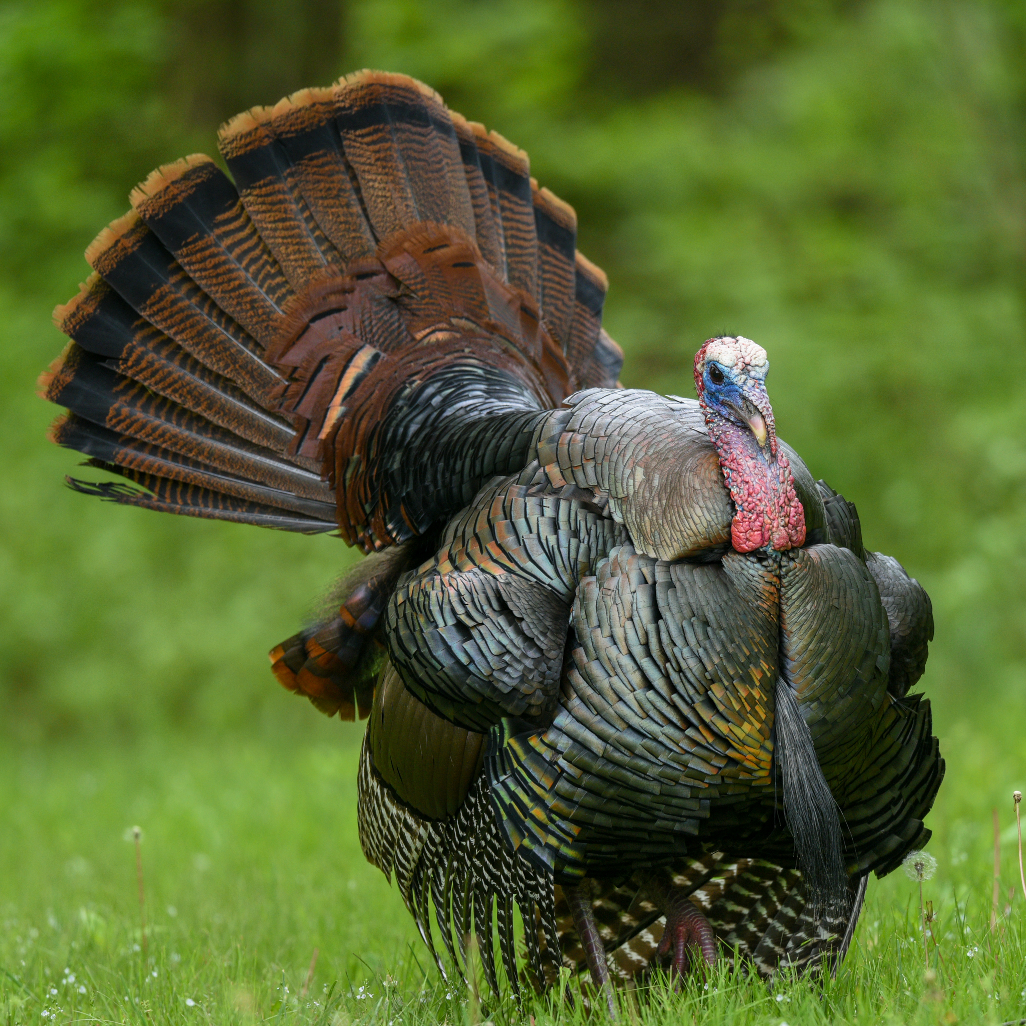 Youth turkey numbers fall all across north central Ohio