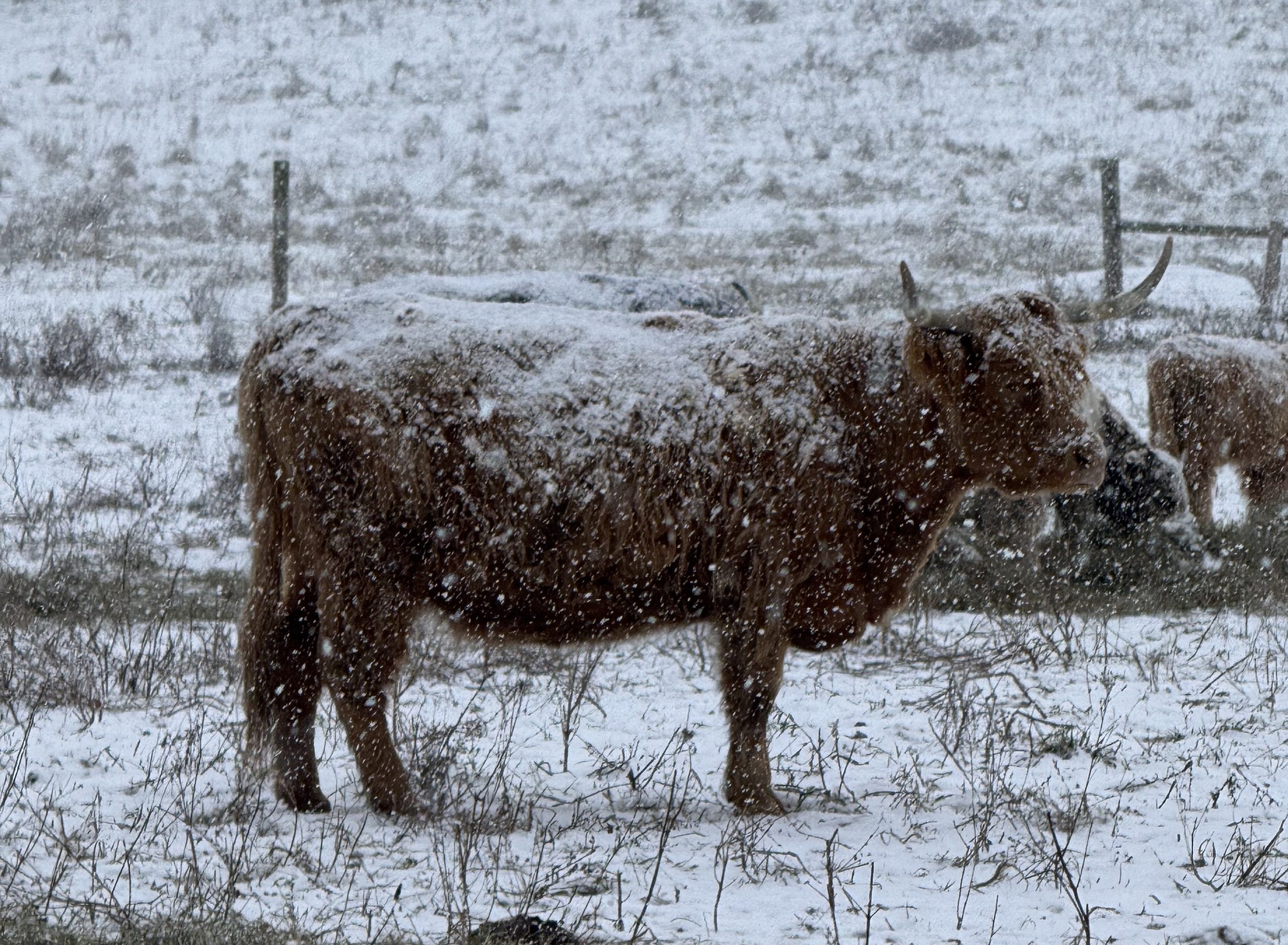 Cold on the farm: North central Ohio livestock producers prep for ...