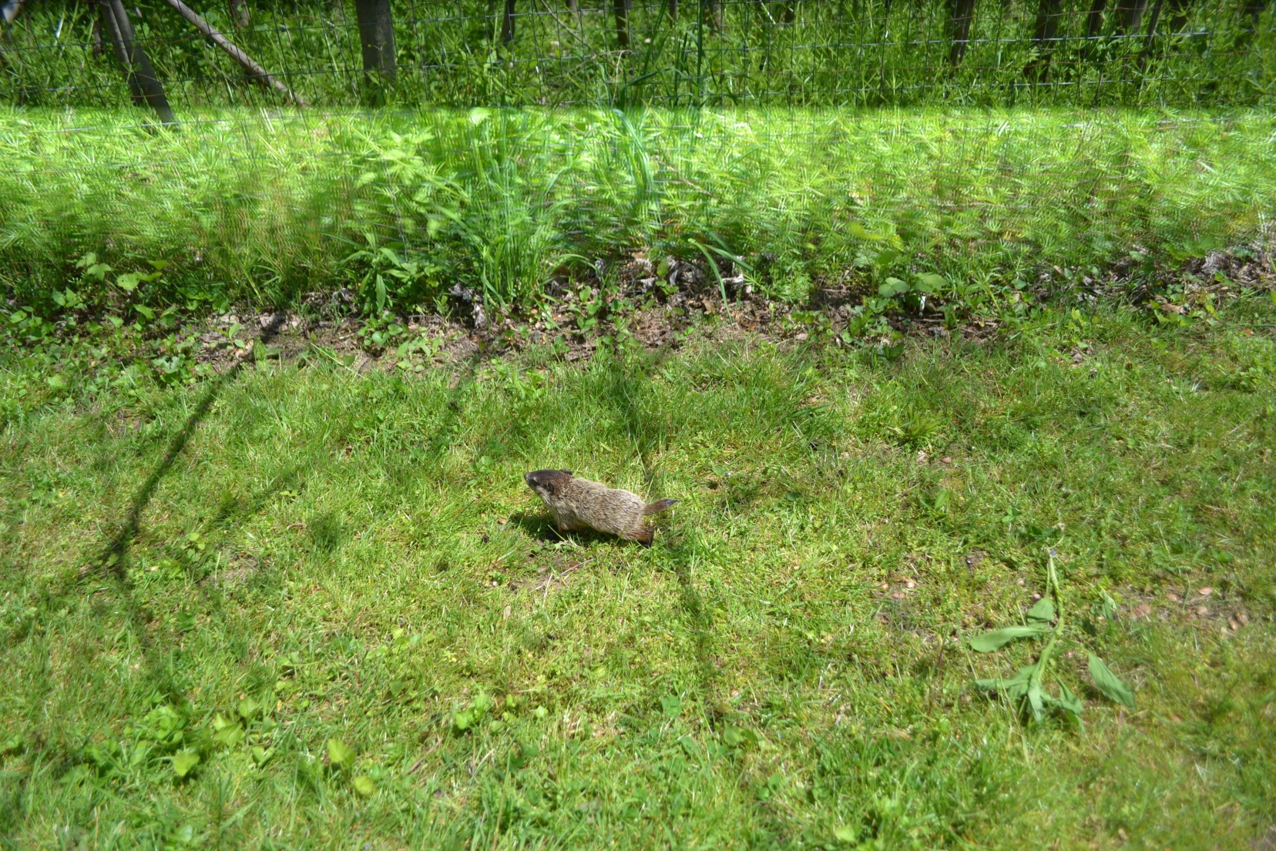 A Stroll Through the Garden: Groundhog troubles and their deadbeat natures