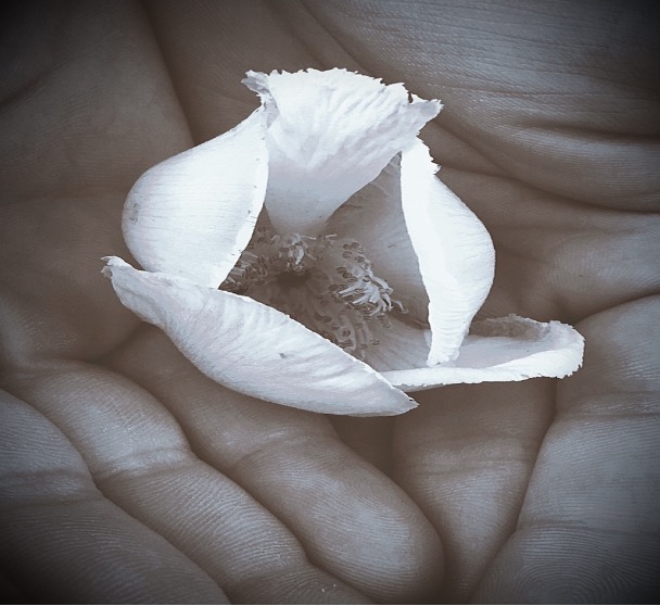 Reiki, Mindfulness, and a Peaceful Walk on 07/02/2026